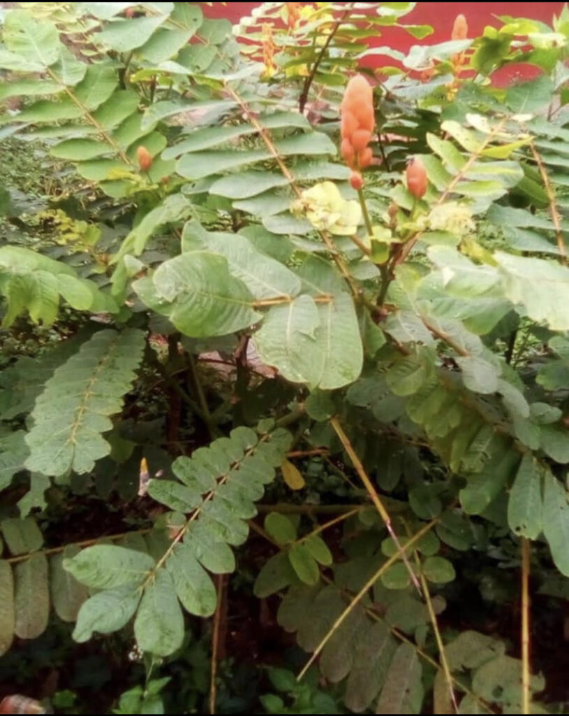 This seed called ABERE – Gbonju Herbs